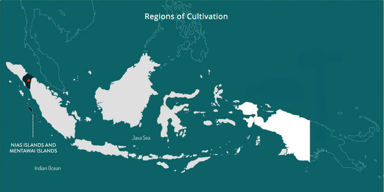 Gift From Nature - Van Aroma