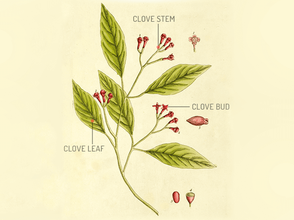 Gift From Nature - Van Aroma