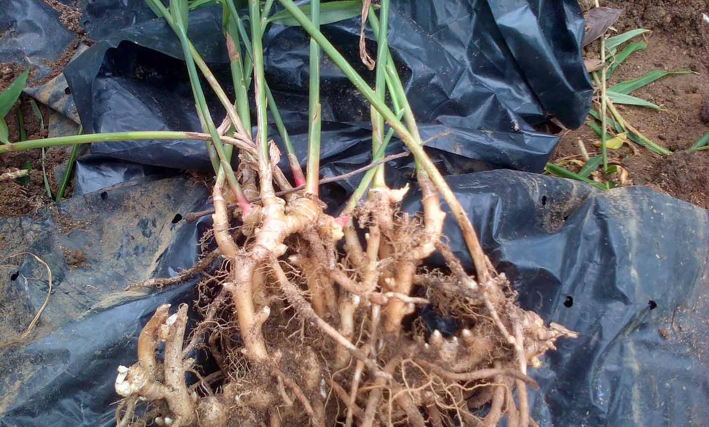 Gift From Nature - Van Aroma