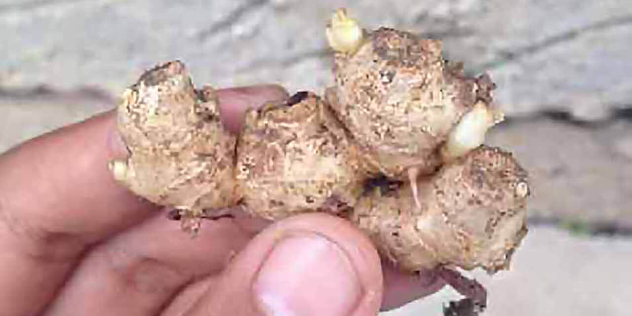 Gift From Nature - Van Aroma