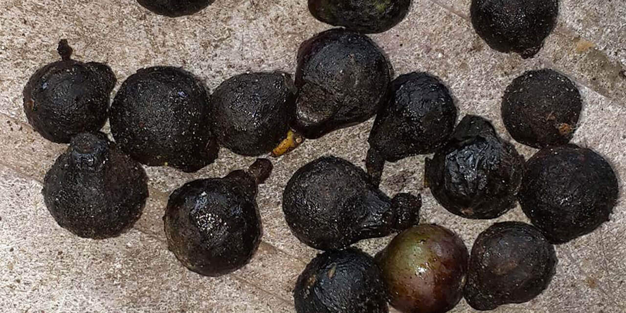 Gift From Nature - Van Aroma