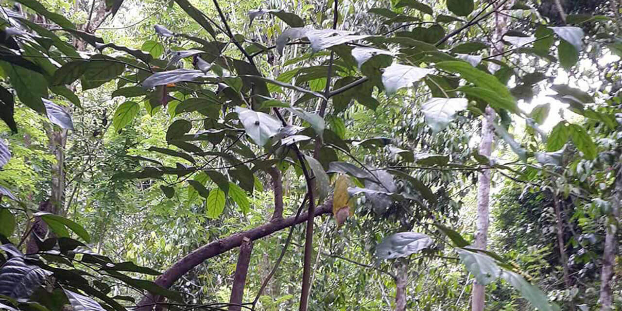 Gift From Nature - Van Aroma