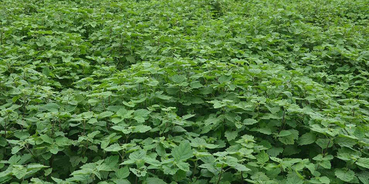 Gift From Nature - Van Aroma