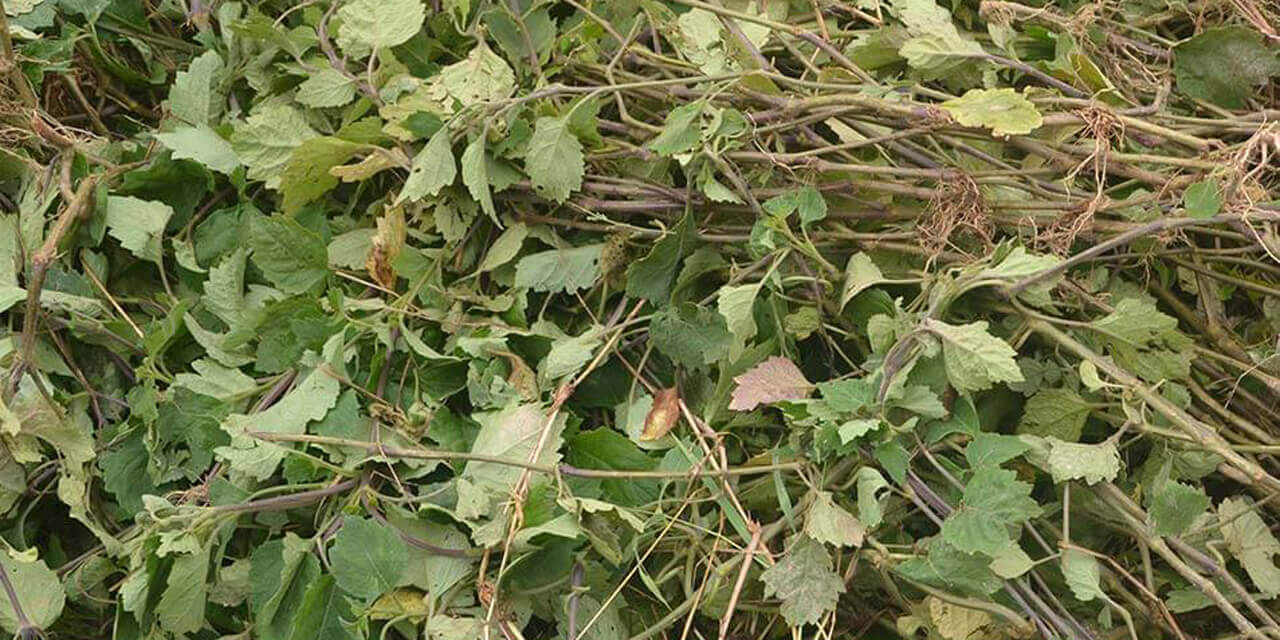 Gift From Nature - Van Aroma